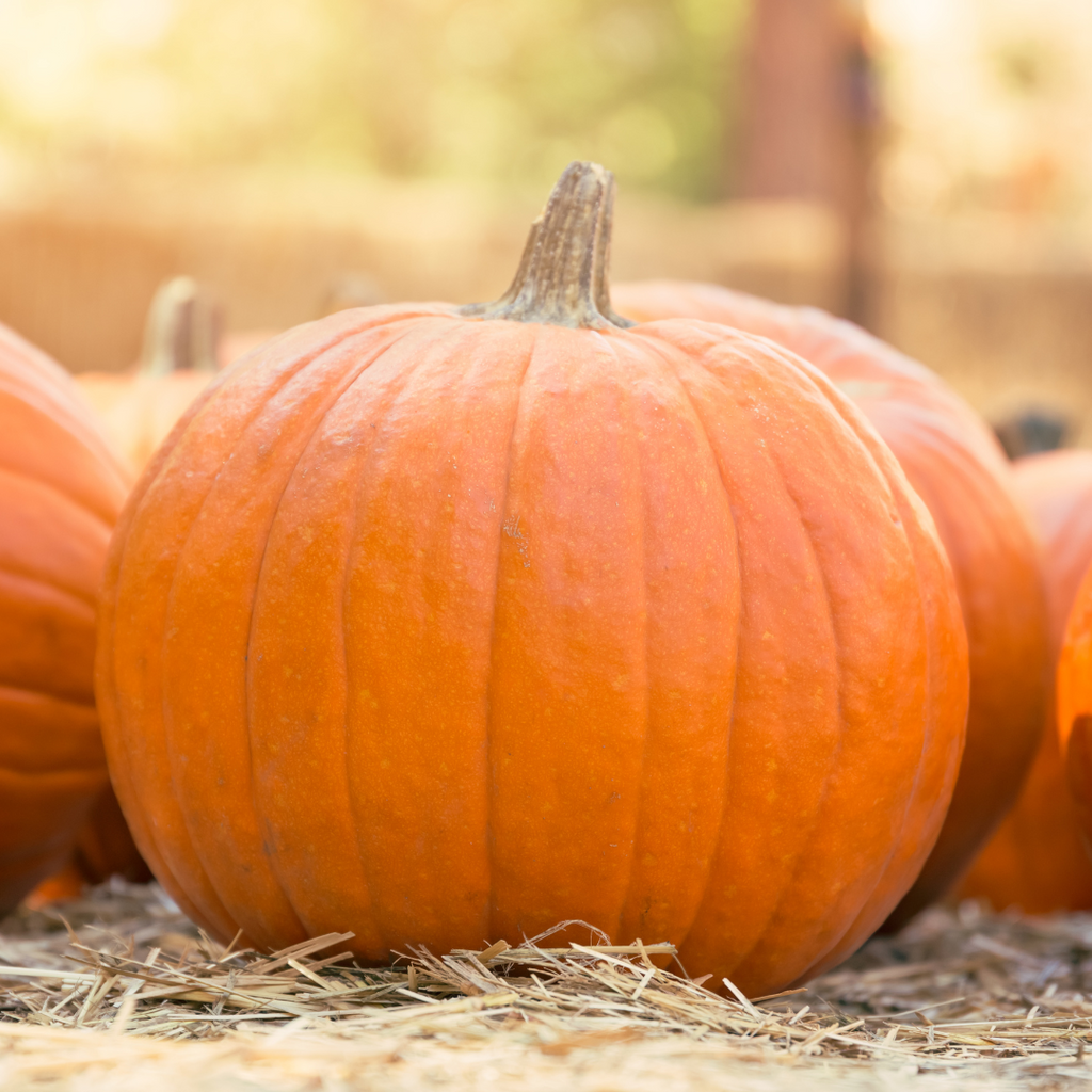 Visit Our Farm Stand Just Off Highway 47 – Source Farms